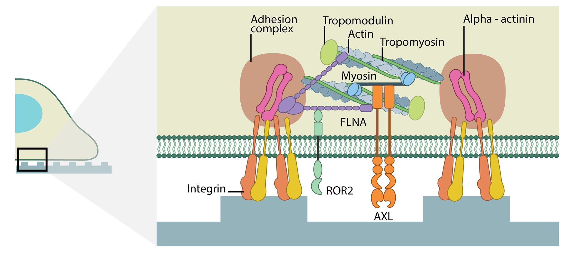 Decisions in a Pinch - Mechanobiology Institute, National University of ...