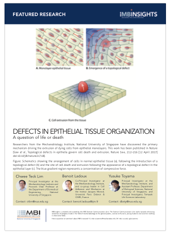 Defects in Epithelial Tissue Organization - Mechanobiology Institute ...
