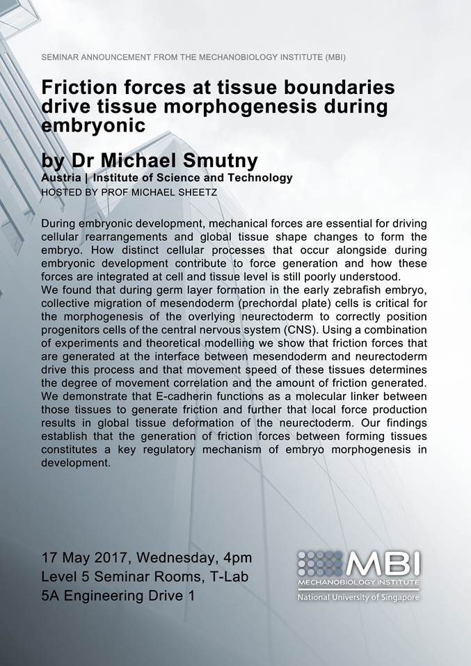 Friction forces at tissue boundaries drive tissue morphogenesis during ...