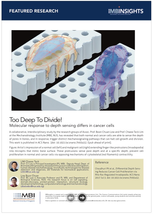 Too Deep To Divide! - Mechanobiology Institute, National University of ...