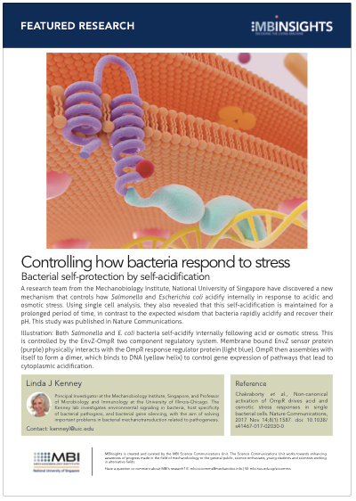 Controlling how bacteria respond to stress - Mechanobiology Institute ...