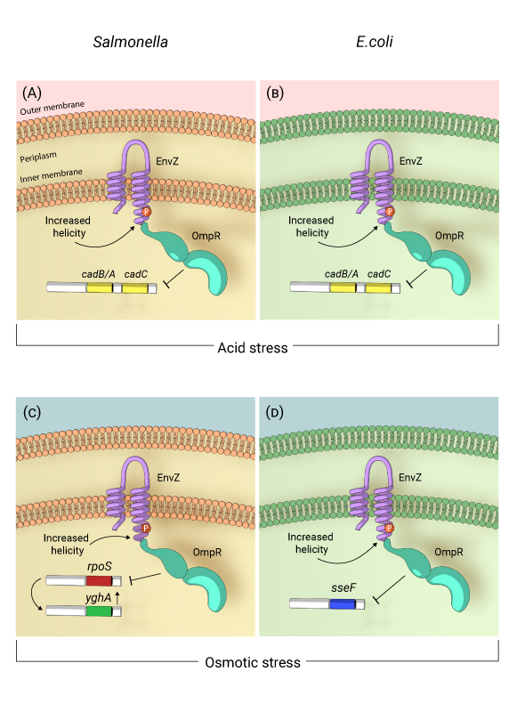 Controlling how bacteria respond to stress - Mechanobiology Institute ...