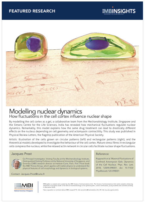 Modeling nuclear dynamics - Mechanobiology Institute, National ...