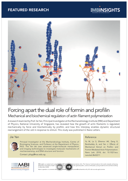 Forcing apart the dual role of formin and profilin - Mechanobiology ...