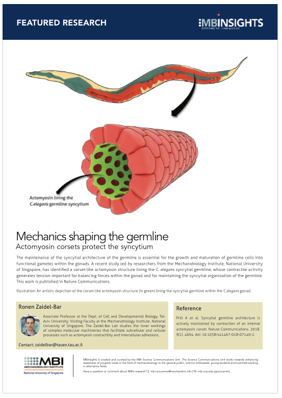 Mechanics shaping the germline - Mechanobiology Institute, National ...