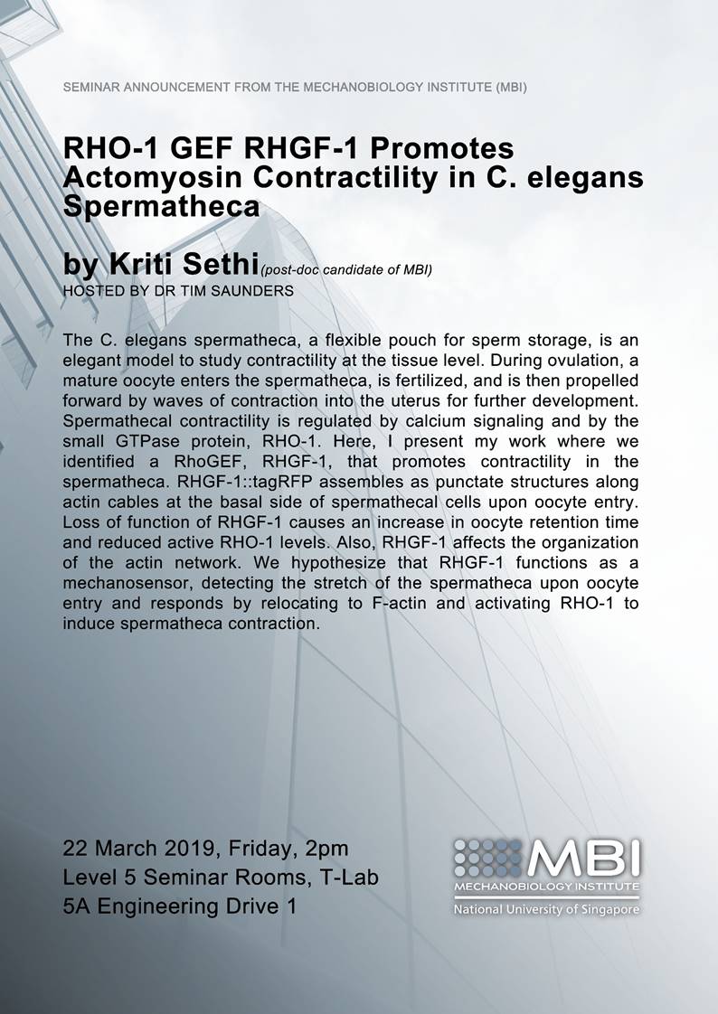 RHO-1 GEF RHGF-1 promotes actomyosin contractility in C. elegans ...
