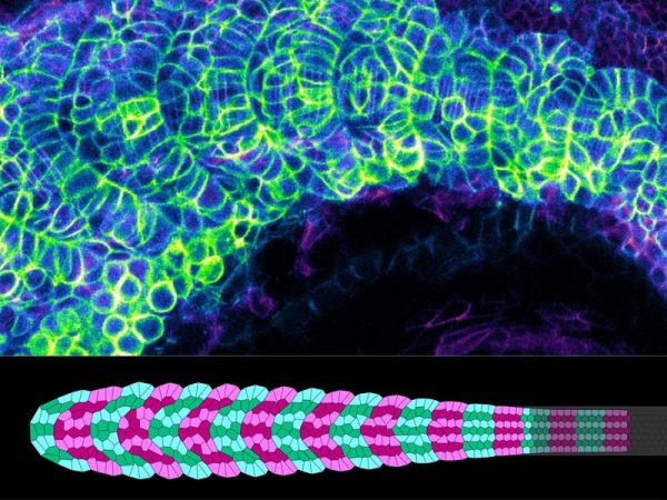 How fish get their shape - Mechanobiology Institute, National ...