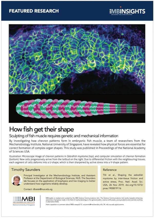 How fish get their shape - Mechanobiology Institute, National ...