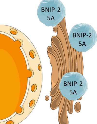 Low Boon Chuan - Mechanobiology Institute, National University of Singapore