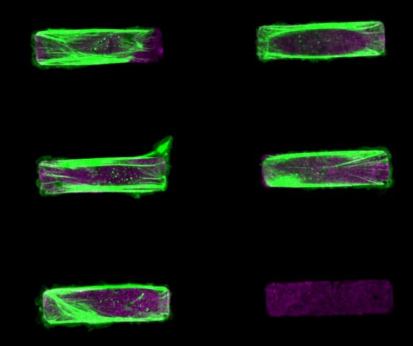 Rong Li Lab - Mechanobiology Institute, National University of Singapore