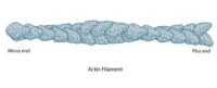 Actin Filaments - Mechanobiology Institute, National University of ...