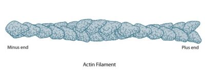 What are actin filaments? - Mechanobiology Institute, National ...