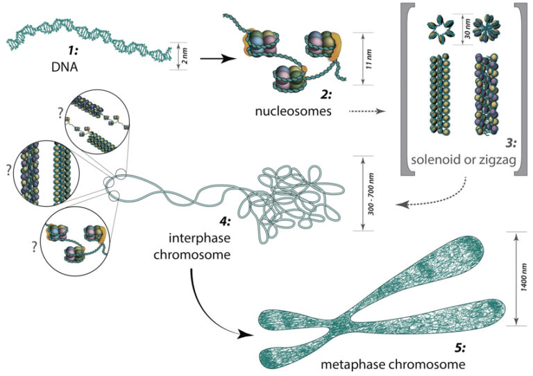 What are chromosomes and chromosome territories? - Mechanobiology ...