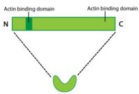 Fascin - Mechanobiology Institute, National University of Singapore