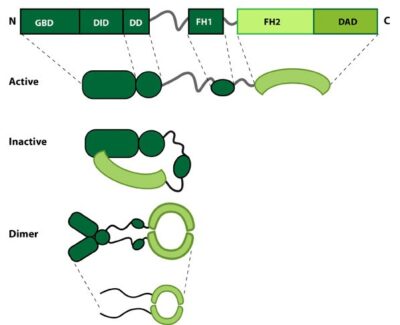 What is the role of formin in actin polymerization? - Mechanobiology ...