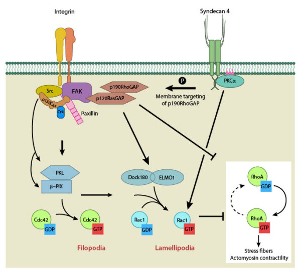 What is the role of Rho GTPases in the regulation of focal adhesion ...
