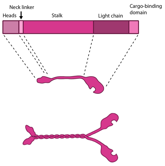 How do motor proteins transport cargo along the cytoskeleton ...