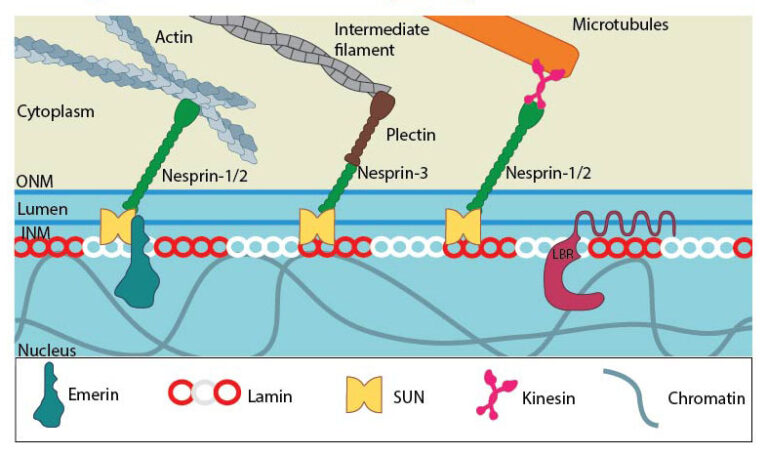 How is the nucleus coupled to the cytoskeleton? - Mechanobiology ...