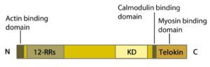 What is Myosin Light Chain Kinase? - Mechanobiology Institute, National ...