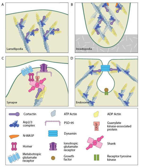 What is the role of cortactin in actin polymerization? - Mechanobiology ...
