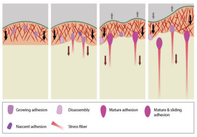 What steps are involved in the formation of focal adhesions ...