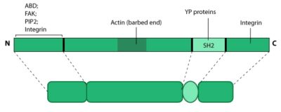 What is tensin? - Mechanobiology Institute, National University of ...