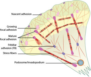 What are cell-matrix adhesions? - Mechanobiology Institute, National ...