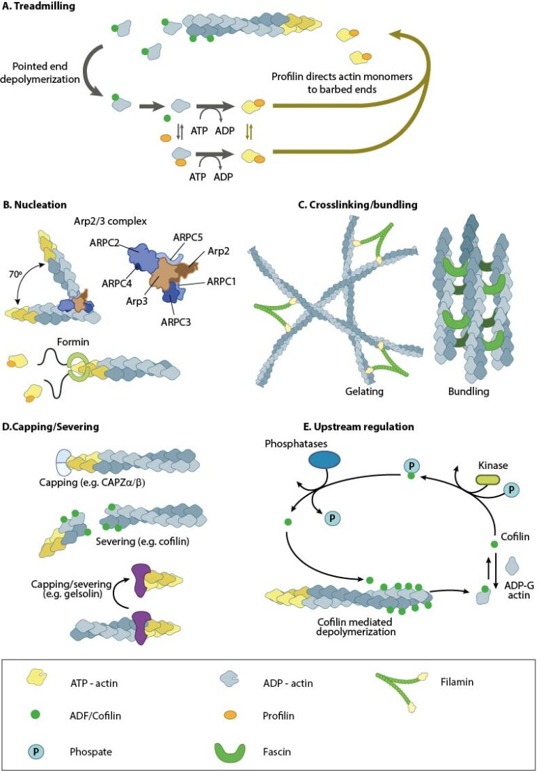 What factors influence actin filament length and treadmilling ...