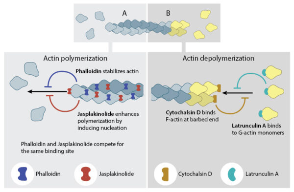 What factors influence actin filament length and treadmilling ...