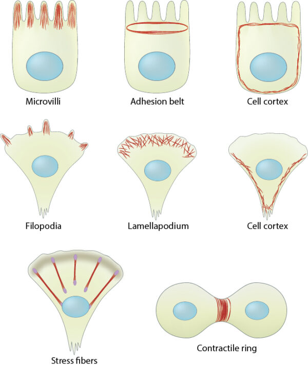 How are actin filaments distributed in cells and tissues? - Mechanobiology Institute, National ...