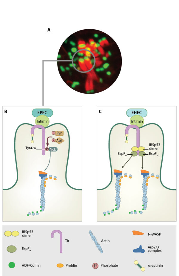 What are actin pedestals? - Mechanobiology Institute, National ...