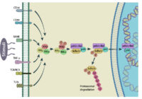 What is the NF-κB pathway? - Mechanobiology Institute, National ...