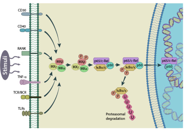 What is the NF-κB pathway? - Mechanobiology Institute, National ...