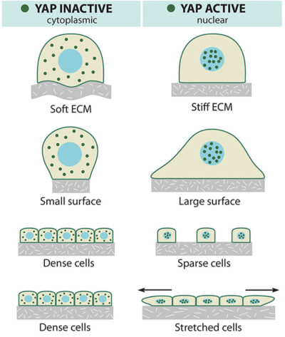 What is the Hippo-YAP/TAZ tumor-suppressor pathway? - Mechanobiology Institute, National ...