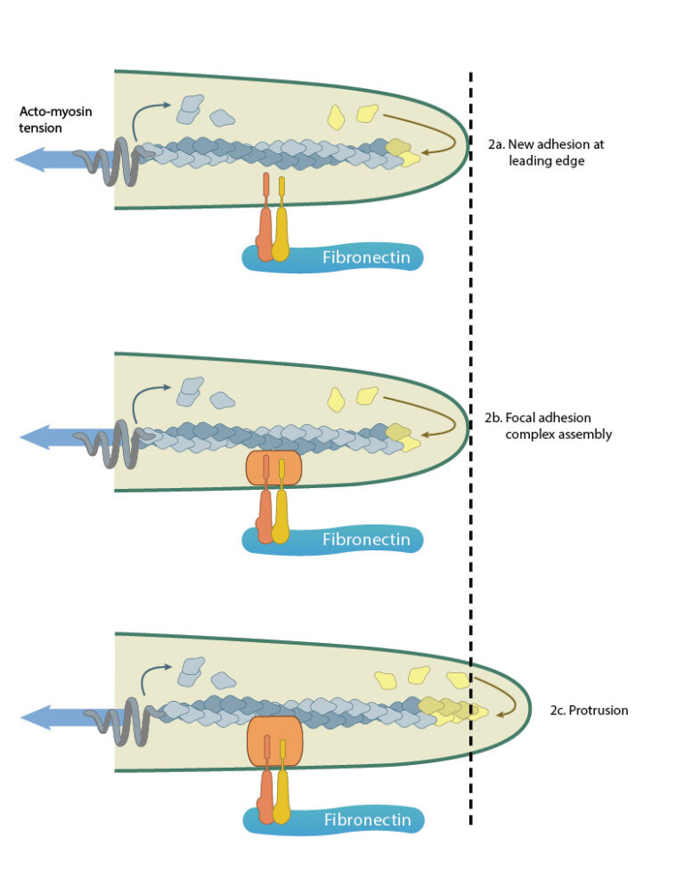 How do filopodia attach to the surrounding substrate? - Mechanobiology ...