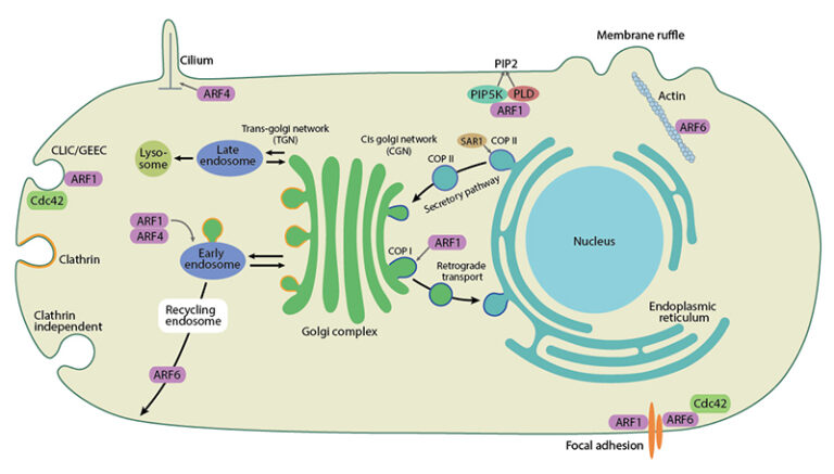 What are Arf GTPases? - Mechanobiology Institute, National University ...