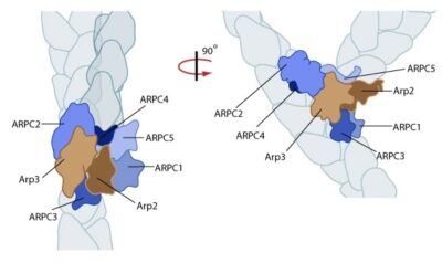 How does Arp2/3-mediate the nucleation of branched filaments? - Mechanobiology Institute ...