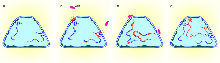 How is DNA replicated? - Mechanobiology Institute, National University ...