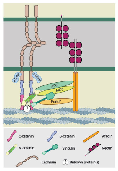 What is the role of cadherin and nectin recruitment in adherens ...