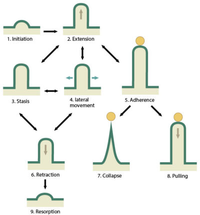 What are filopodia? - Mechanobiology Institute, National University of ...