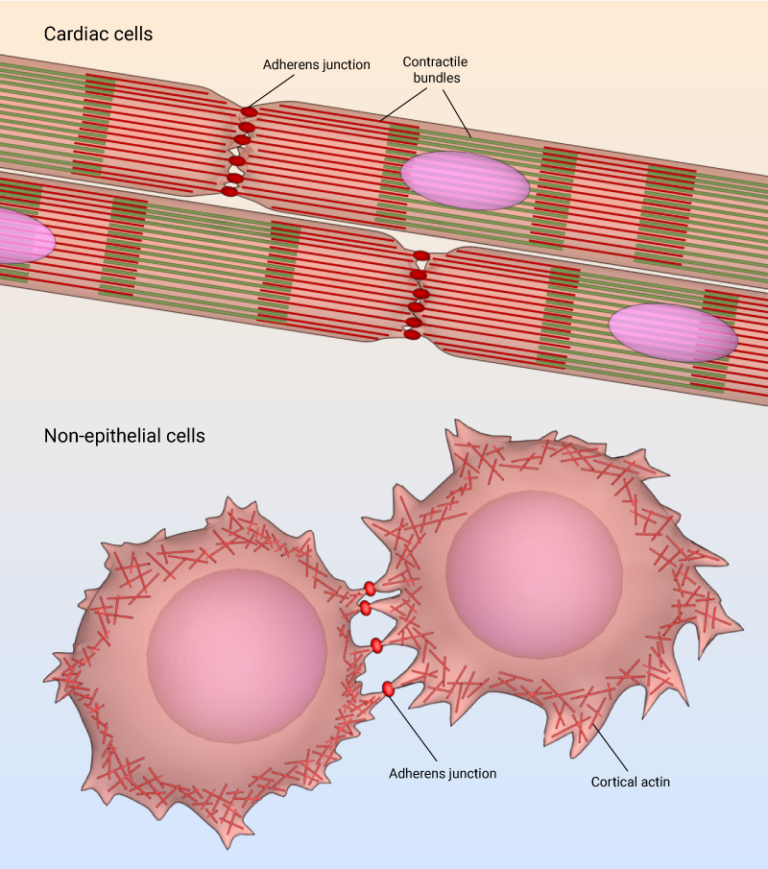 What are cell-cell adhesions? - Mechanobiology Institute, National ...
