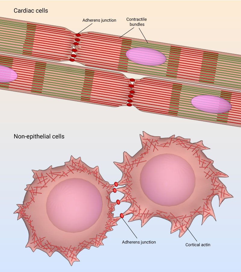 What are cell-cell adhesions? - Mechanobiology Institute, National ...
