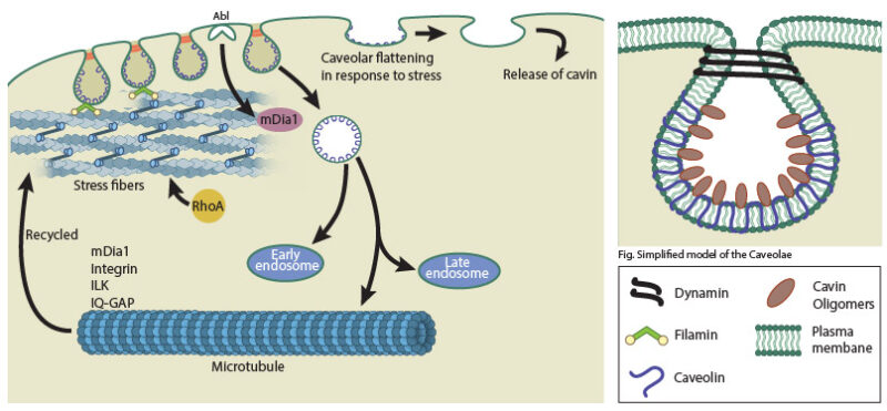 What is caveolar endocytosis? - Mechanobiology Institute, National ...