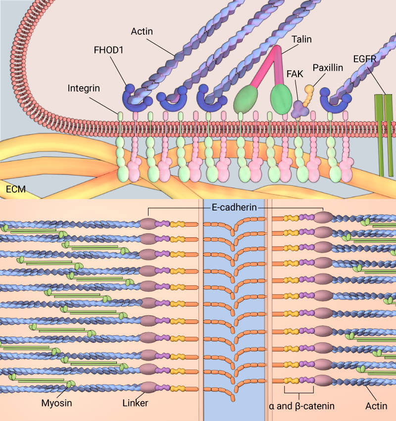 Membrane Dynamics - Mechanobiology Institute, National University of Singapore