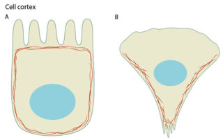 How are actin filaments distributed in cells and tissues? - Mechanobiology Institute, National ...