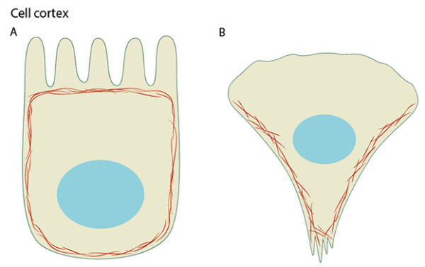 How Are Actin Filaments Distributed In Cells And Tissues 6621