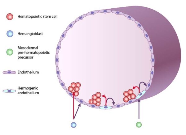 What is the cellular origin of hematopoietic stem cells ...