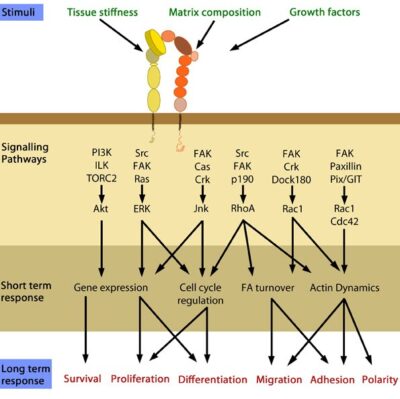 What is integrin? - Mechanobiology Institute, National University of ...