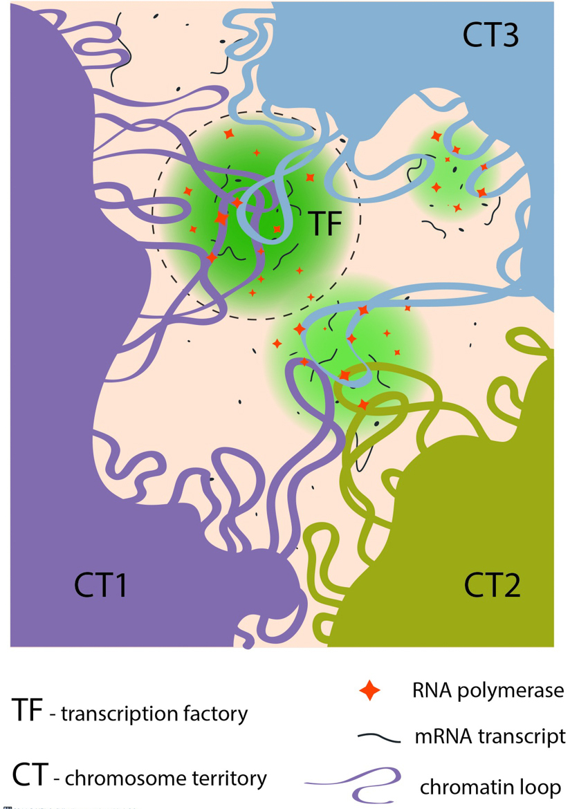 What are transcription factories? - Mechanobiology Institute, National ...
