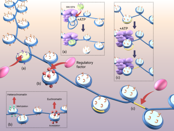 How does chromatin remodeling impact gene transcription ...